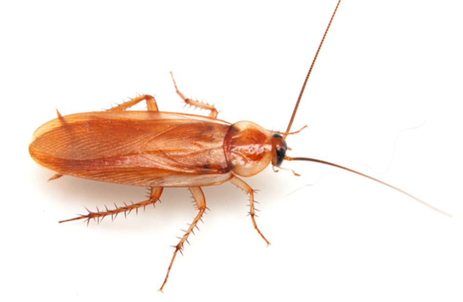Cockroach Clipart